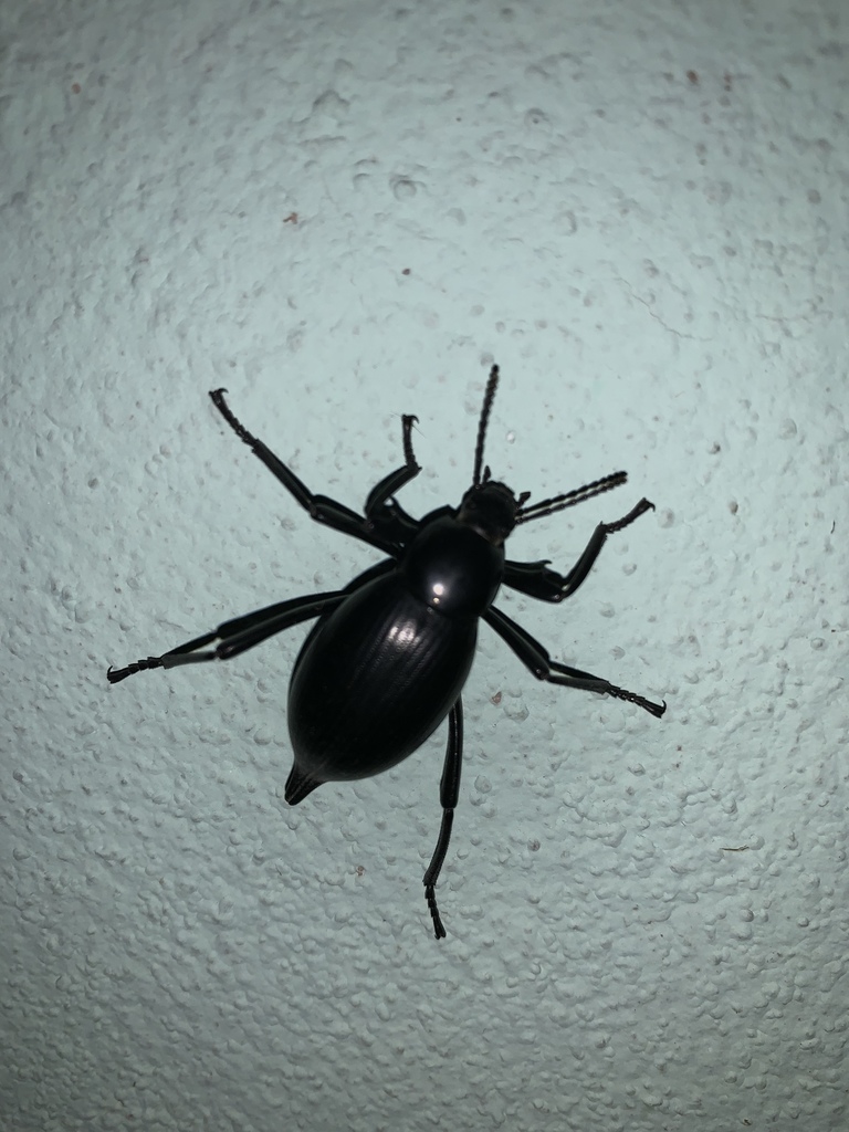Eleodes spinipes from Calle Victoria, Sabinas, COAH, MX on September 21 ...