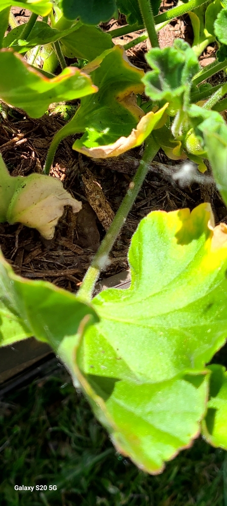 Spiders in June 2025 by Tracey. Web Had a tiny green spider at its ...
