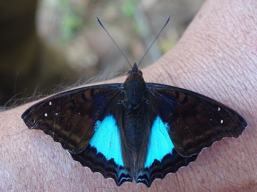 (Doxocopa cyane subsp. mexicana)