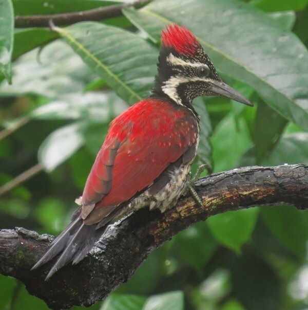 Red-backed Flameback from Pelawaththa - Pitigala Road, Southern Province, LK on November 13 ...