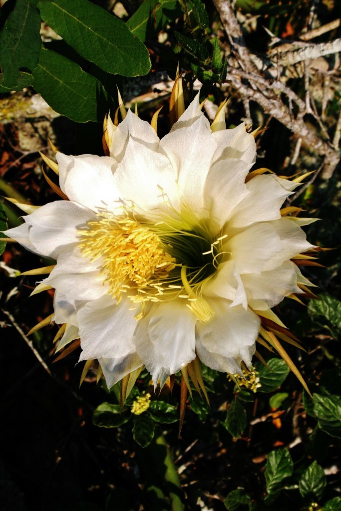 pitayita nocturna flor de la noche desde Casas, Tamps., México el 09 de ...