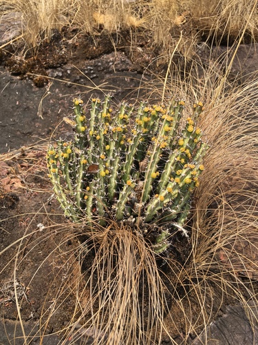 Euphorbia perplexa · iNaturalist
