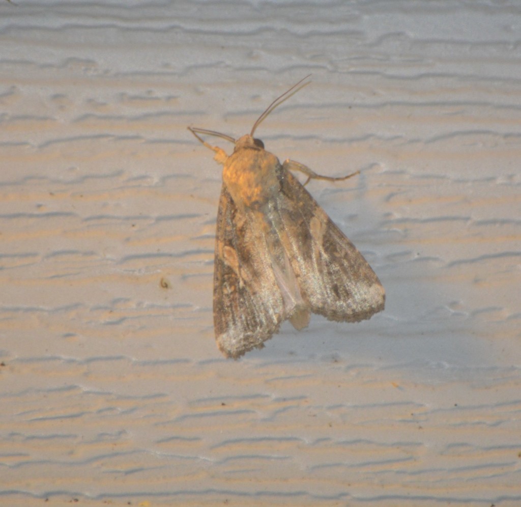 Fall Armyworm Moth in September 2019 by Sam · iNaturalist