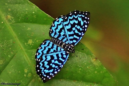 Napaea heteroea · iNaturalist