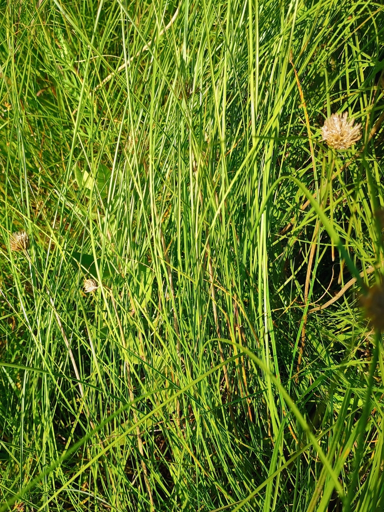 Silveus' Dropseed from Lamar County, TX, USA on June 14, 2025 at 10:44 ...