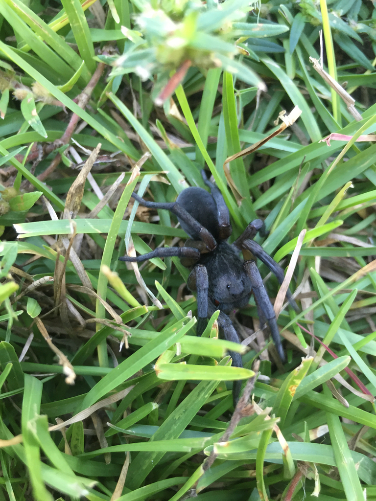 Spiders from 617 Northampton Rd, Fayetteville, NC, US on October 01 ...