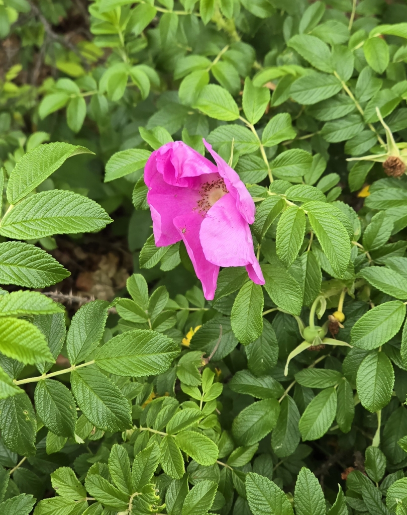 rugosa rose from Durham on June 14, 2025 at 05:49 PM by Rutger Hauer ...
