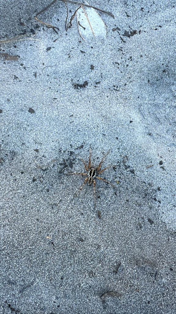 RTA Clade Spiders from Simpson Trl, Brunswick Heads, NSW, AU on June 15 ...