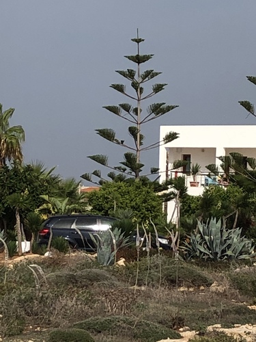 Observations by robertoviscardi · iNaturalist