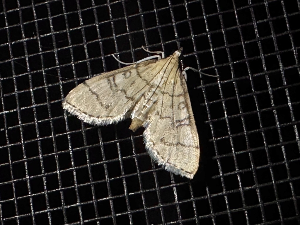 Hollow-spotted Blepharomastix Moth from Cape Island, West Cape May, NJ ...