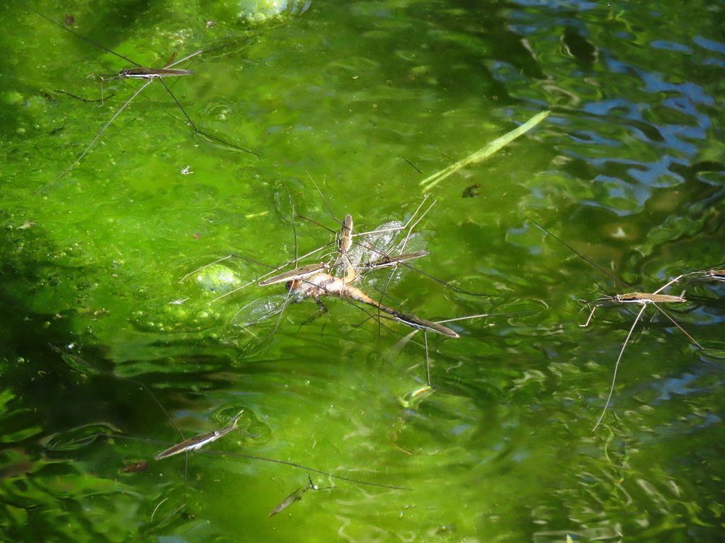 Giant Water Strider from 546台灣南投縣仁愛鄉 on June 9, 2025 at 07:27 AM by Man ...