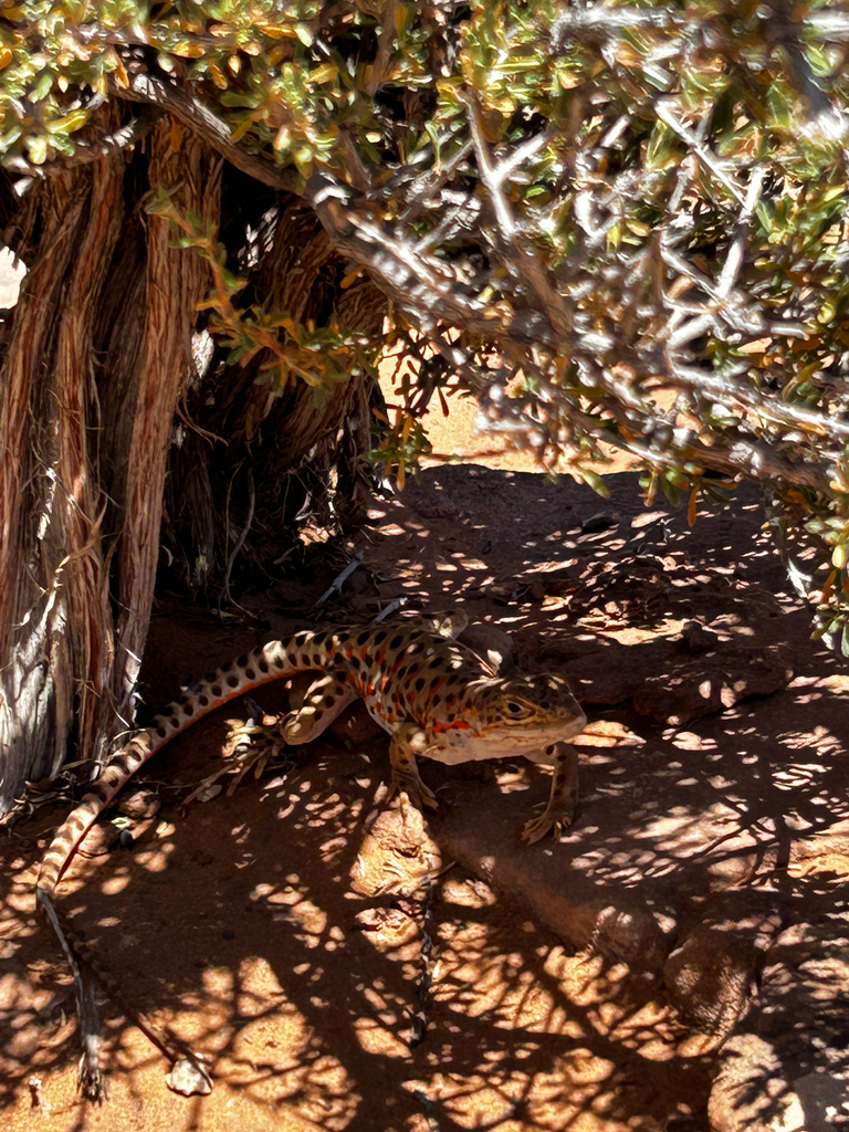 Long-nosed Leopard Lizard from Delicate Arch Trail, Moab, UT, US on ...