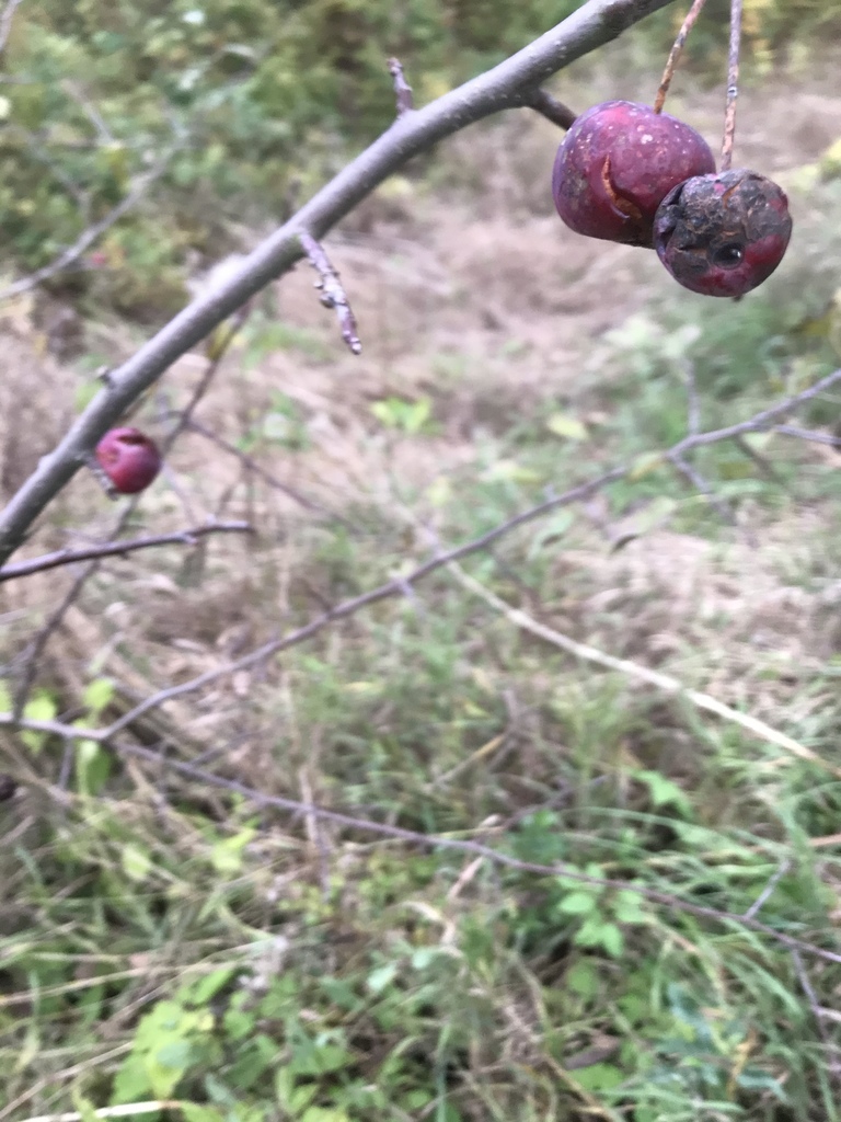 Small-fruited Crab Apple from Pulkovo, Saint Petersburg, RU on ...