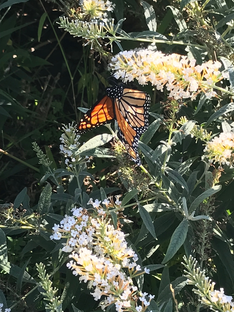 Monarch from Gaza, PS-GZ, PS on September 22, 2019 at 06:19 PM by ...
