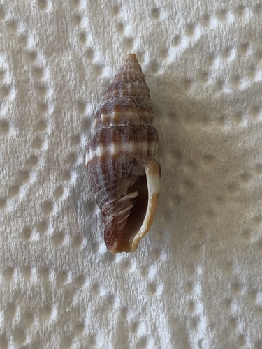 (Vexillum epiphaneum)