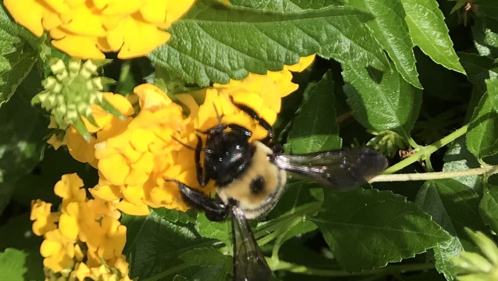 Eastern Carpenter Bee from Promenade Blvd, Ocean Springs, MS, US on ...