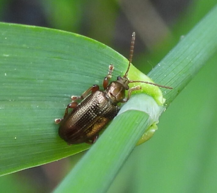 Shoemaker's reed beetle from Simcoe County, ON, Canada on June 12, 2025 ...