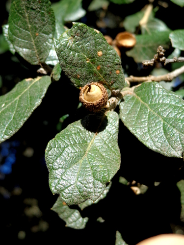 Encino quiebra hacha (Quercus rugosa)