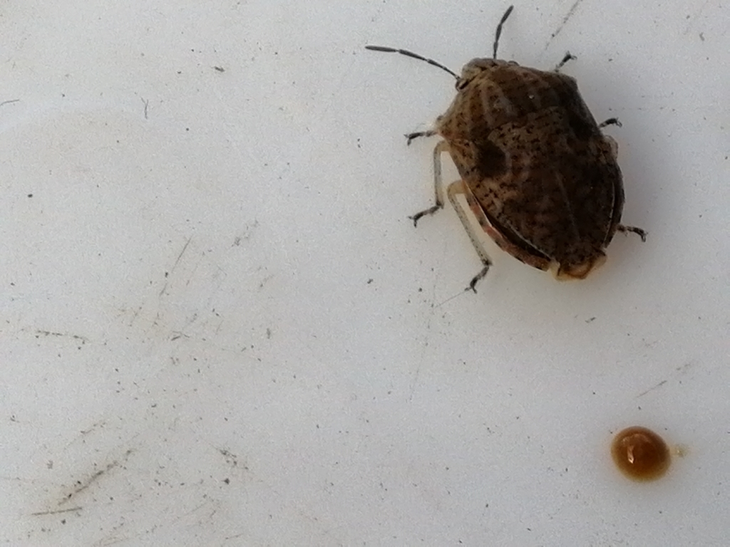 Jewel Bugs from El Chaco, EC-NA, EC on September 22, 2019 at 03:20 PM ...