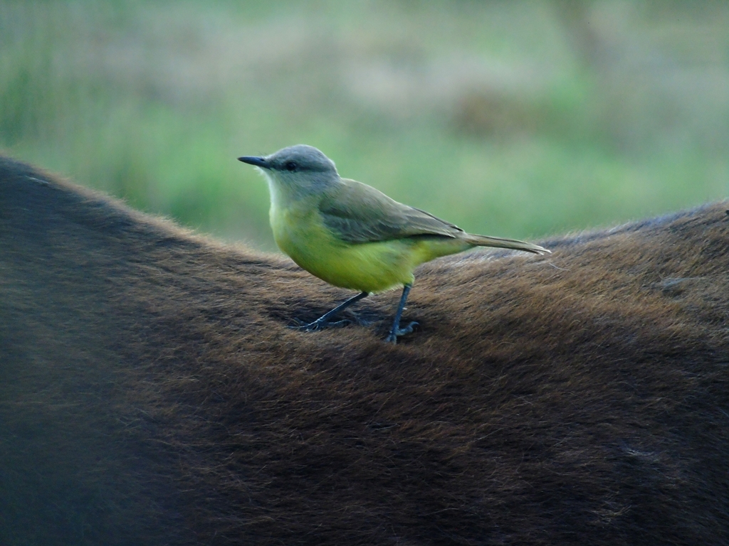 Cattle Tyrant from Res. Florenca, Rio Claro - SP, Brasil on June 15 ...