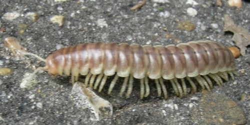 Pachydesmus duplex · iNaturalist