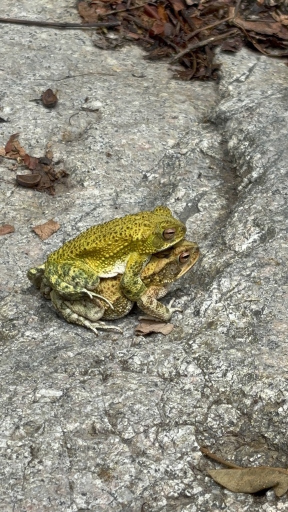 Marbled Toad from Bahía de Banderas, Nay., MX on June 15, 2025 at 12:49 ...