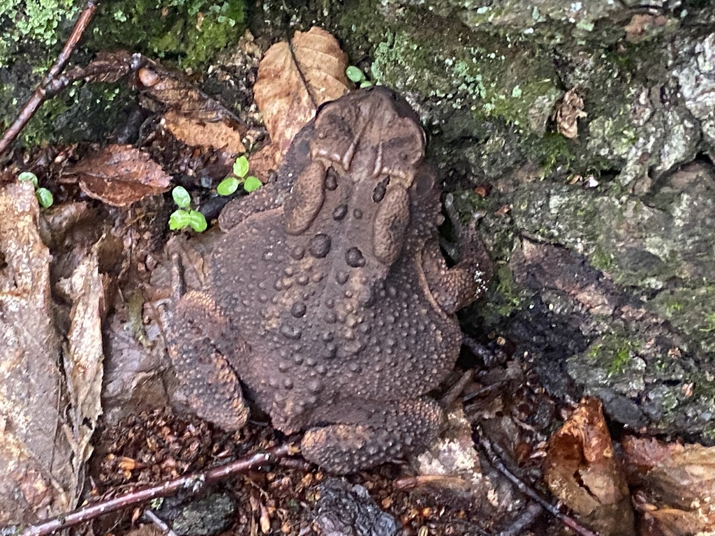 American Toad in June 2025 by Joe Lutz · iNaturalist