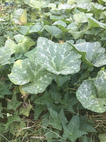 Observations by truasian · iNaturalist