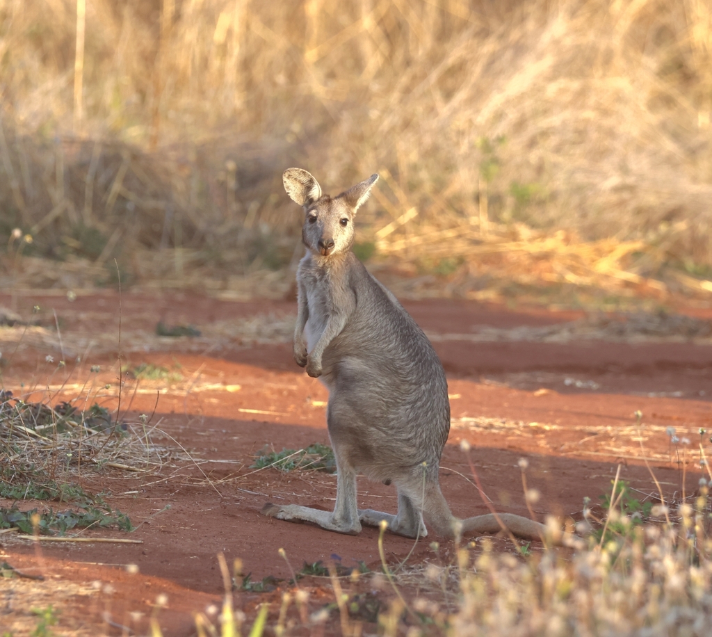 Northern Wallaroo from Douglas-Daly NT 0822, Australia on June 16, 2025 ...