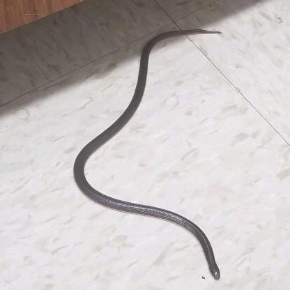 Eastern Worm Snake from Covenant College, Lookout Mountain, GA, US on ...