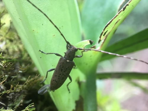 Genus Pseudestoloides · iNaturalist