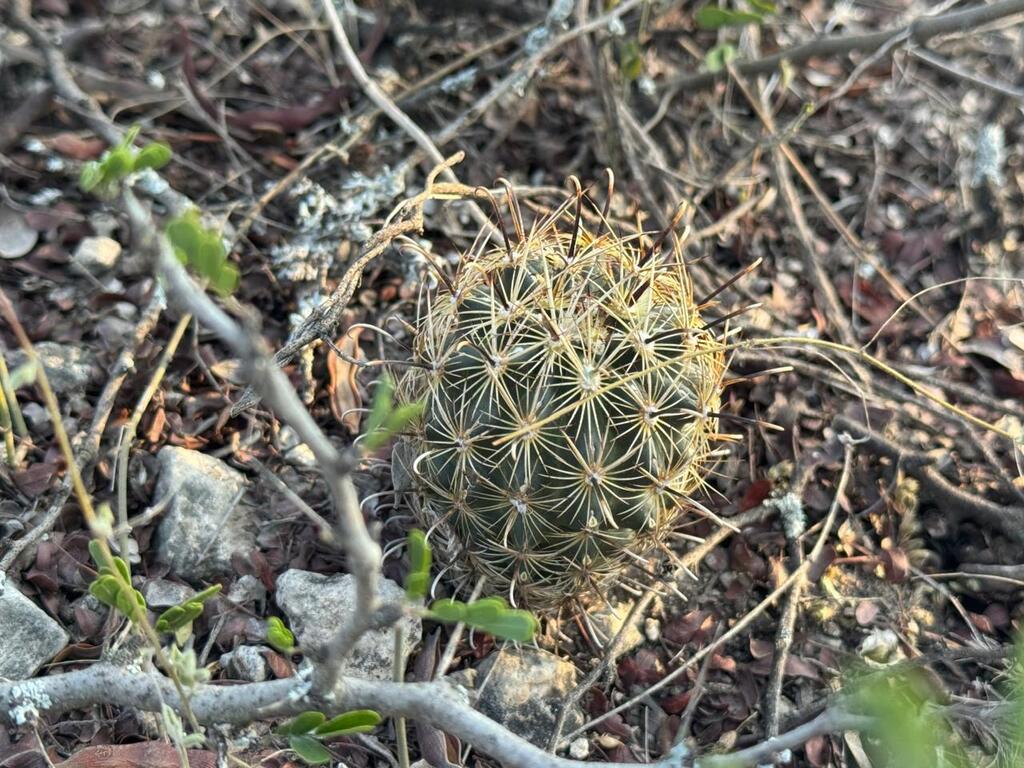 Scheer's Fishhook Cactus from García, N.L., México on June 8, 2025 at ...