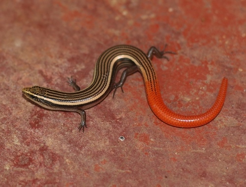 Photo 52197926, (c) Nuwan Chathuranga, all rights reserved, uploaded by ...