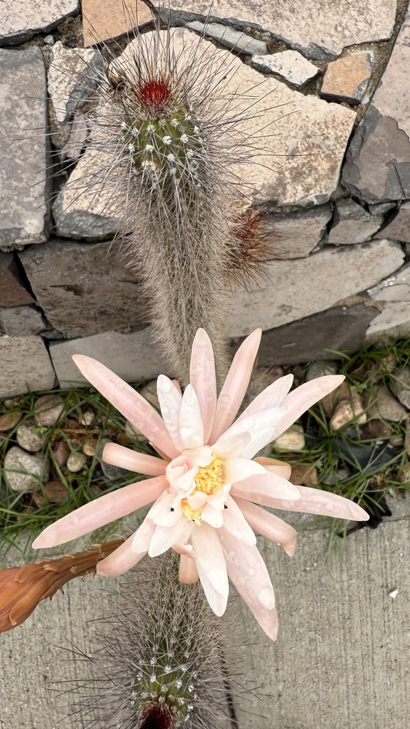 Serpent Cactus from El Marqués, Qro., MX on June 16, 2025 at 11:05 AM ...