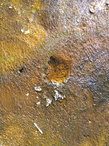 Organisms Archaea Pyrolobus Fumarii Pictures Images Marine