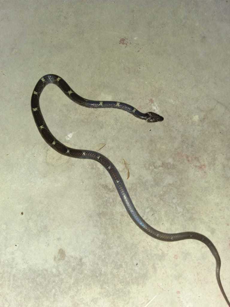 Indian Wolf Snake from Mukki to Nikkum Rd, Baherakhar, Madhya Pradesh ...