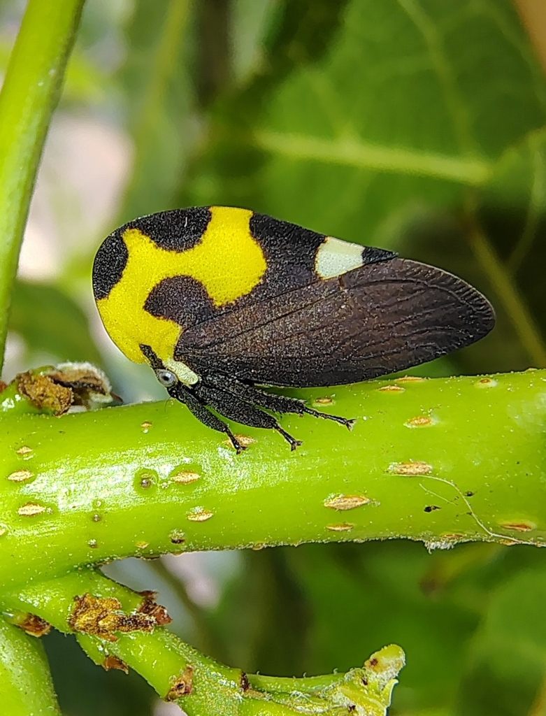 Mexican Treehopper from Parque Metropolitano, Zapopan, Jal., México on ...