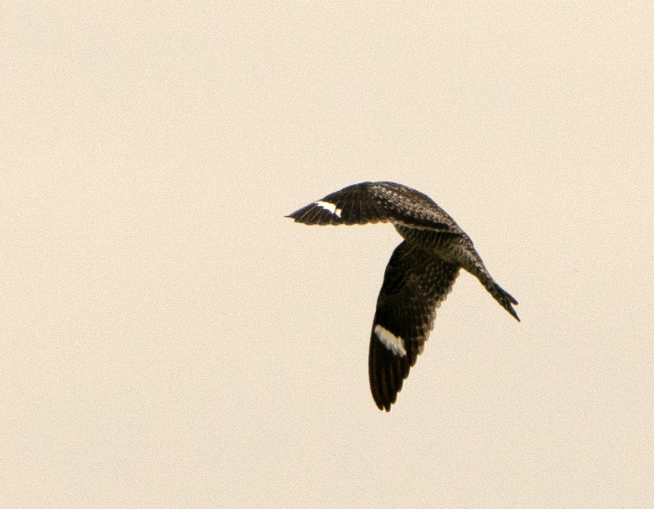 Common Nighthawk from Weld County, CO, USA on June 8, 2025 at 10:05 AM ...