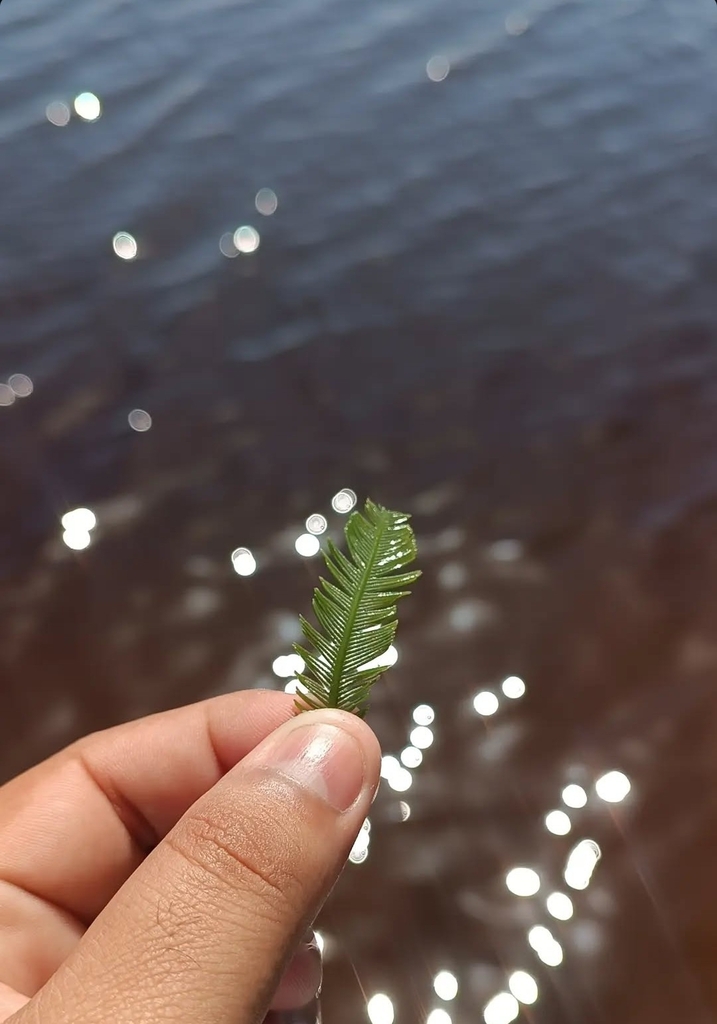 Green Feather Alga from Municipio de Carmen, Camp., México by Emmanuel ...