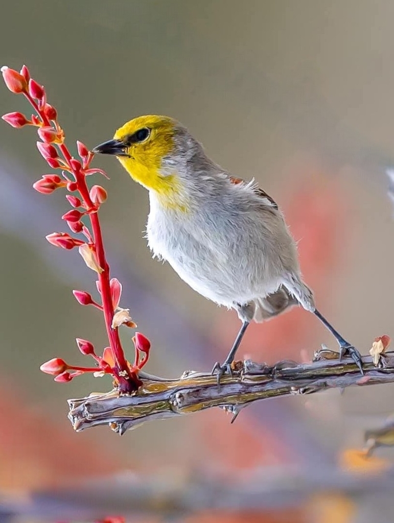 Verdin from Orange-Main, Huntington Beach, CA 92648, USA on June 16 ...