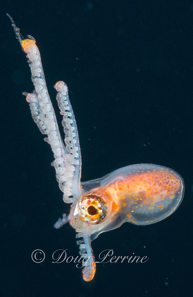 Indo-Pacific Violet Blanket Octopus from Hawaii County, US-HI, US on ...