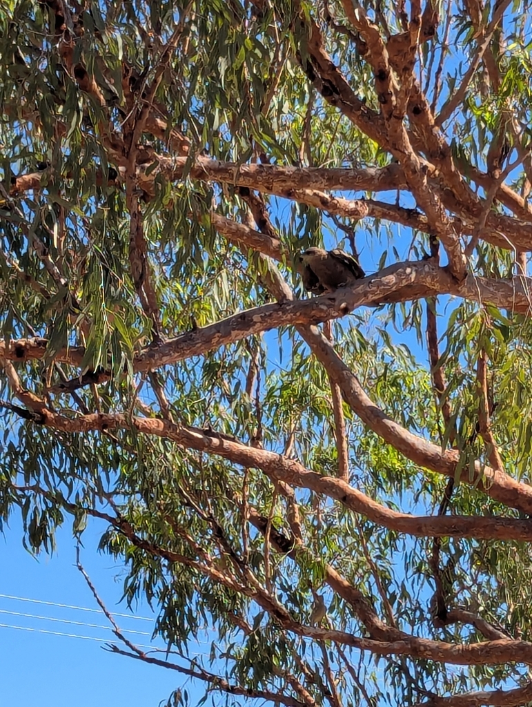 Black Kite from Timber Creek, Timber Creek NT 0852, Australia on June ...