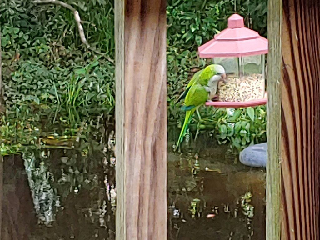 Monk Parakeet from Carolina Forest, SC 29579, USA on September 6, 2019 ...