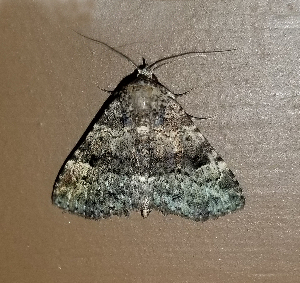 Common Fungus Moth from Fentress County, TN, USA on June 16, 2025 at 09 ...