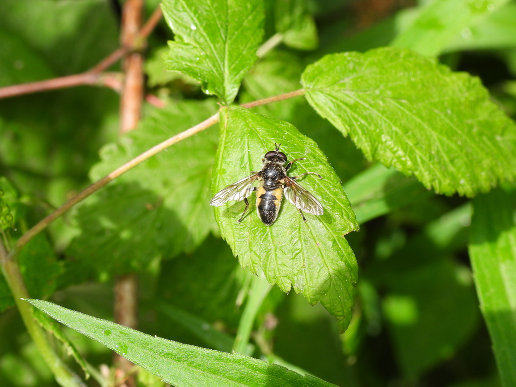 Confusing Wood Fly from Simcoe County, ON, Canada on June 16, 2025 at ...