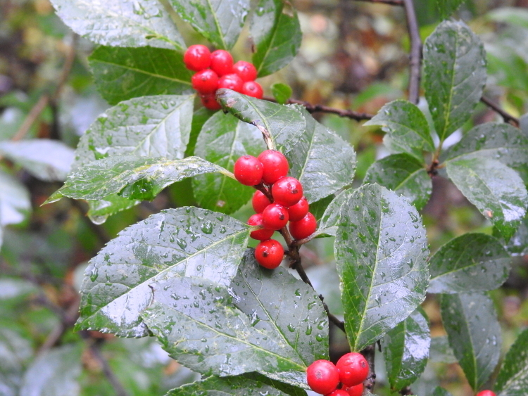 winterberry holly from Laurier Woods Conservation Area, North Bay ...
