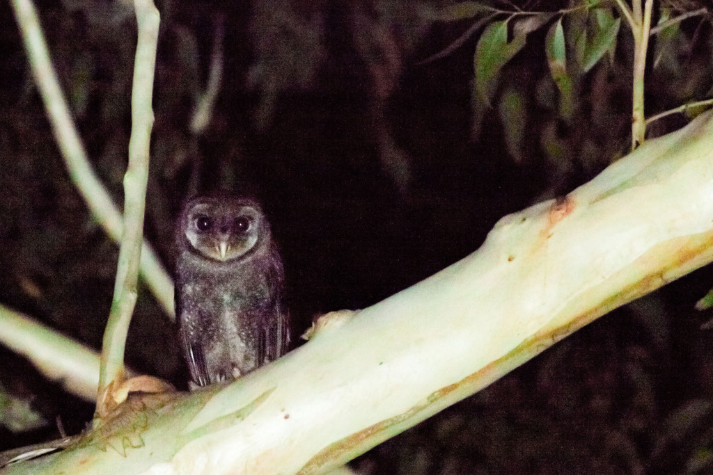 Sooty Owl in August 2011 by Marc Anderson · iNaturalist