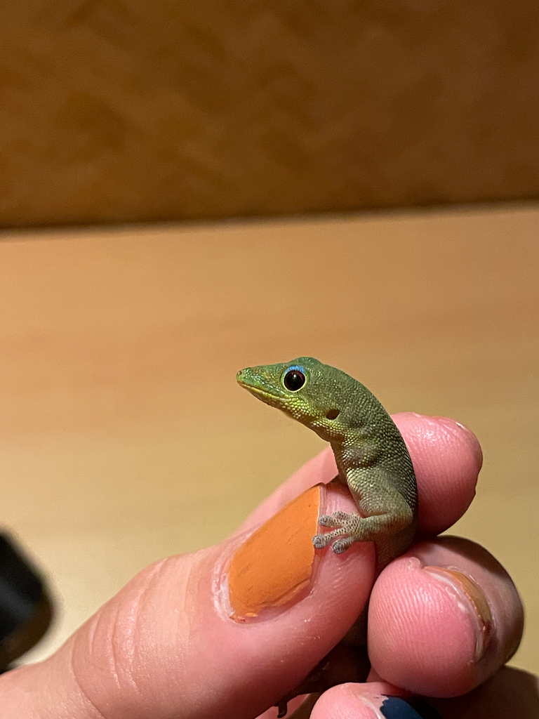 Gold Dust Day Gecko in June 2025 by Naomi Barber-Choi · iNaturalist