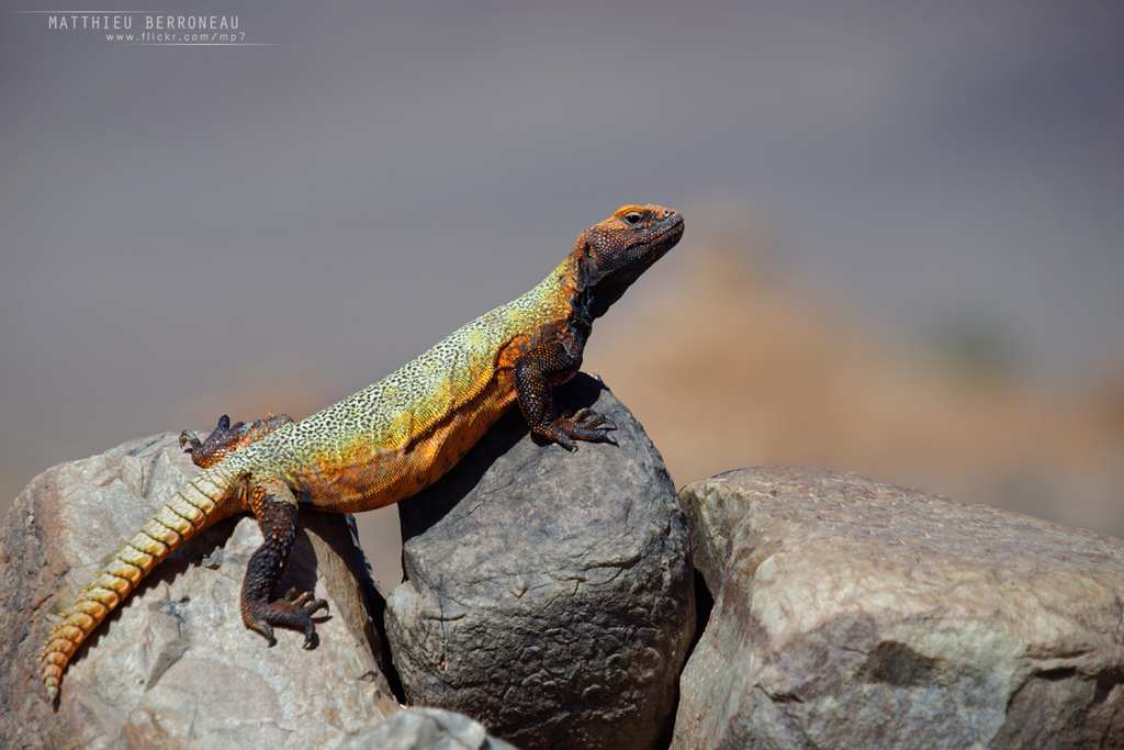 Moroccan Uromastyx