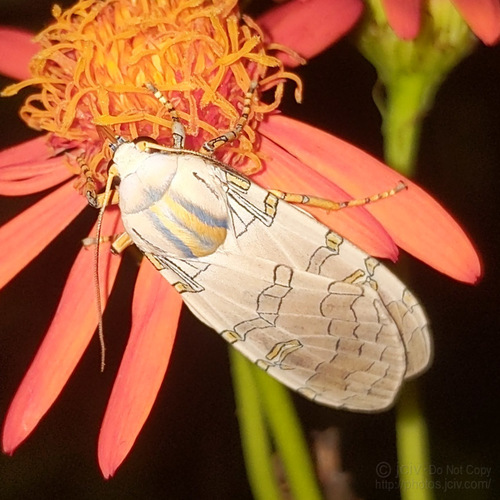 Photo 52288245, (c) Joseph Connors, all rights reserved, uploaded by ...